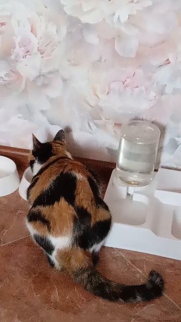 Кошки домашние