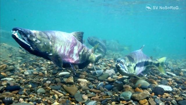 Лососёвые, Салмониды. Семейство Salmonidae. Отряд Лососеобразные — Salmoniformes. Класс Лучепёрые.