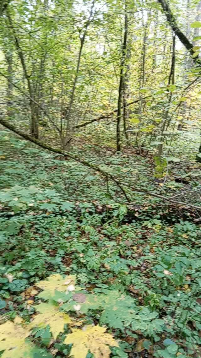 Лес походы грибы