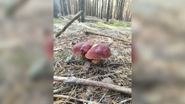 Отдых на природе