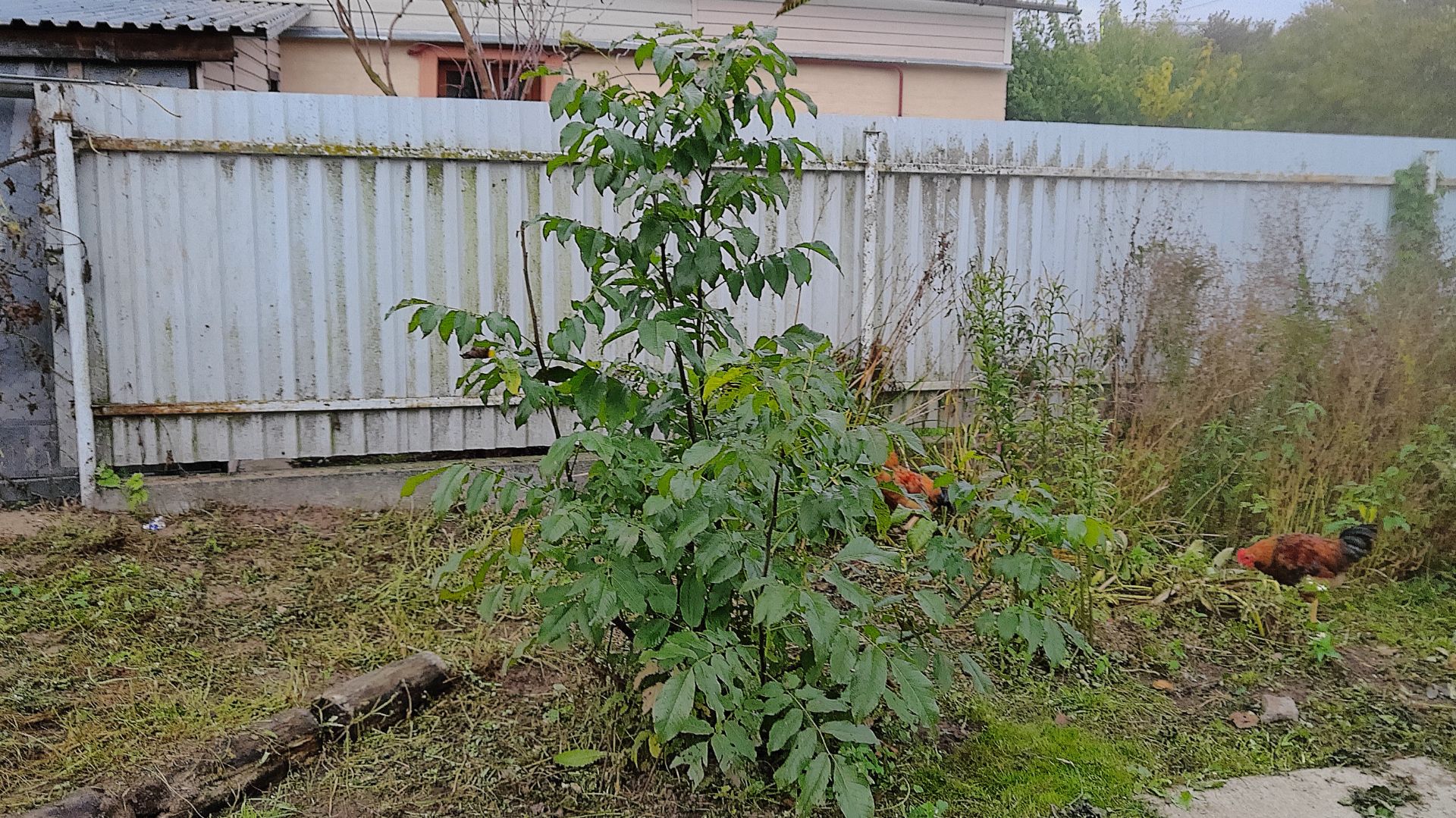 Грецкий орех