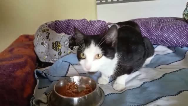 Наши кошки