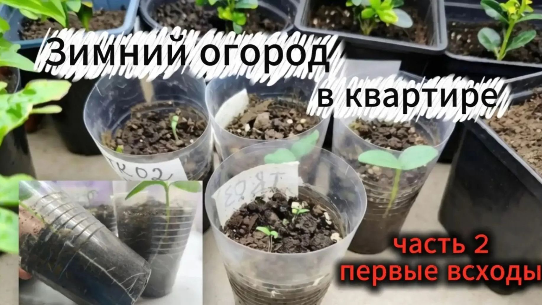 огород и эксперименты