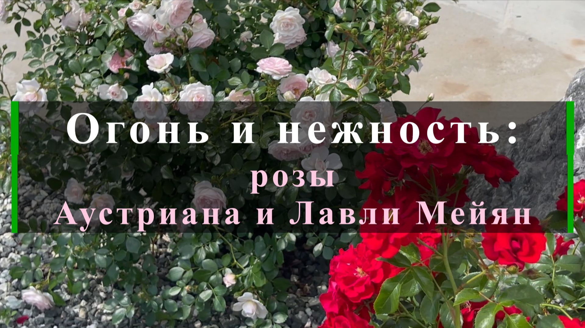 Обзор роз Питомника