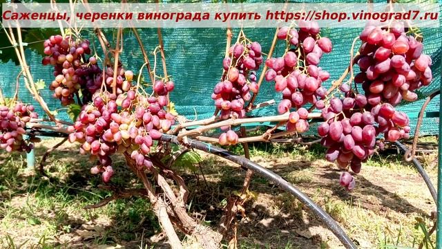 Виноград 2026
