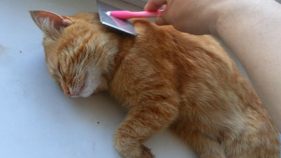 Кошки