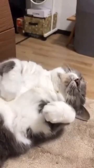 Смешные котики