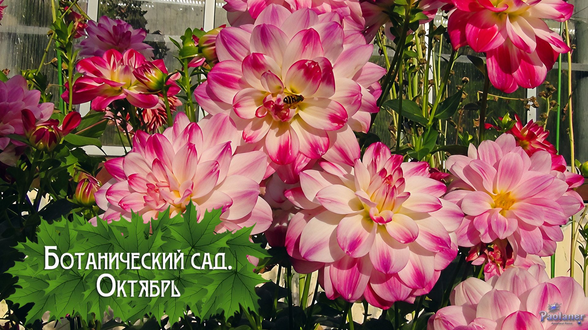 Ботанический сад