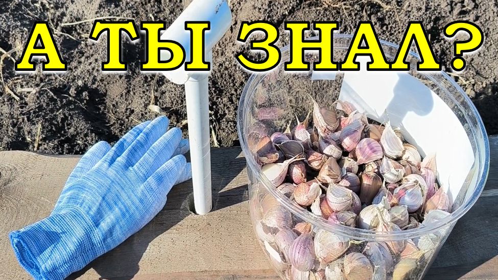 Любимая ДАЧА🌺🐝🌻🐞🌼