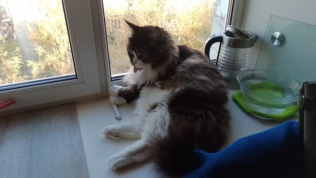 Мой прайд