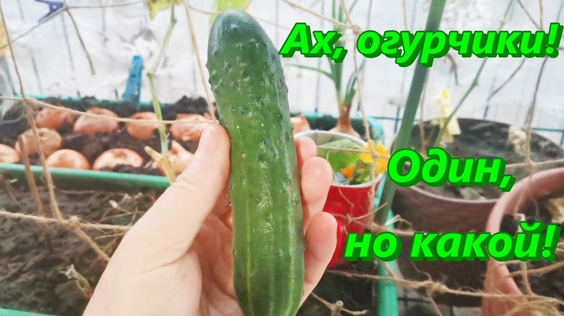 Во саду ли в огороде