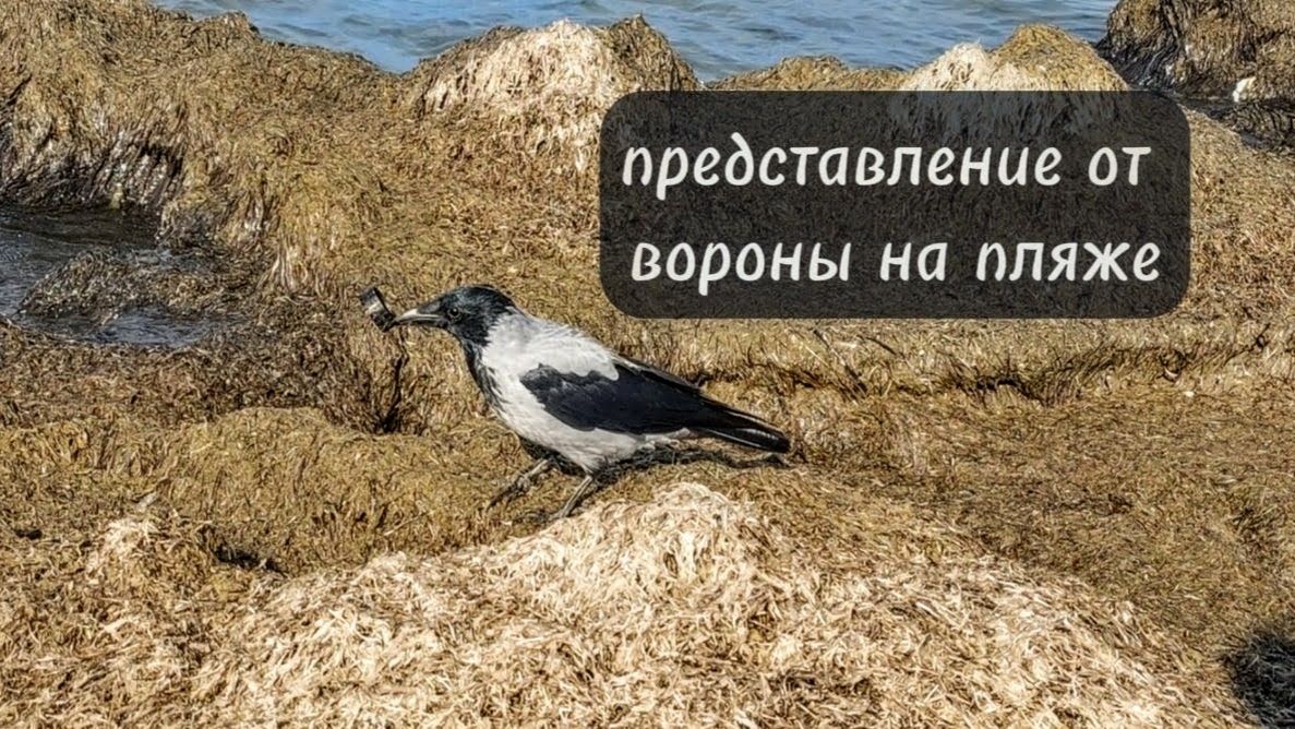 Наши хвостатые друзья