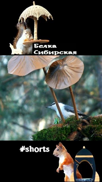 Птички Сибири