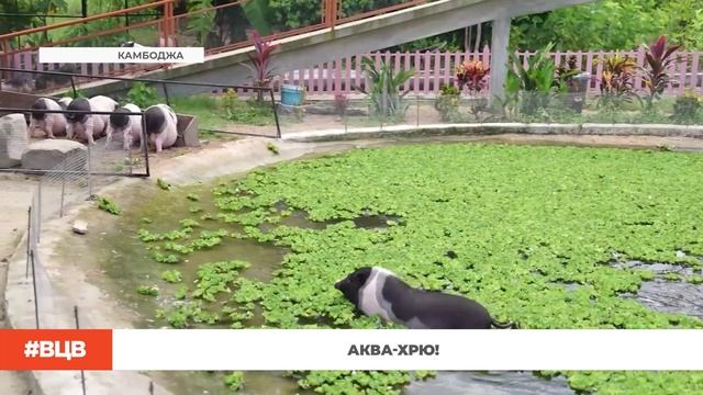 В центре внимания