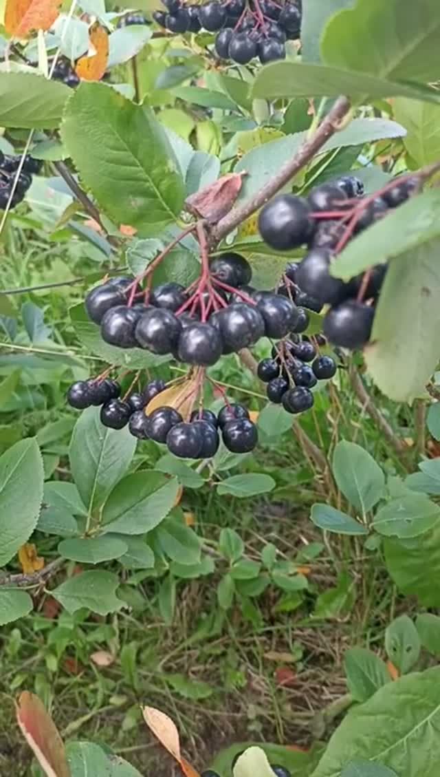 Мои цветы.