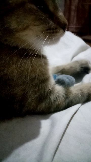 Кошка Тара