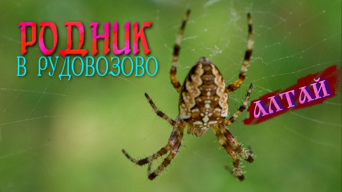 Природа родного Алтая