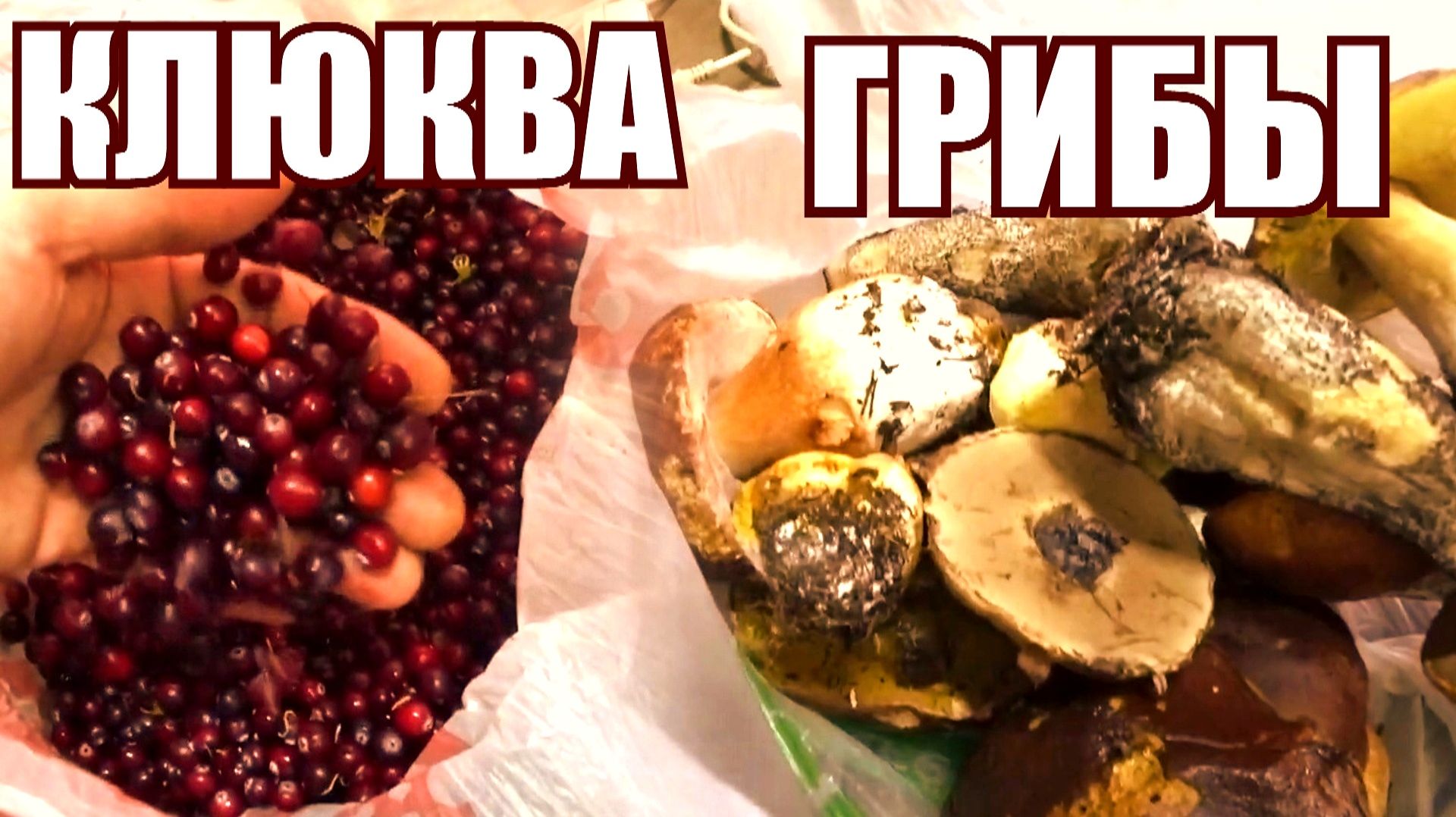В ЛЕСУ