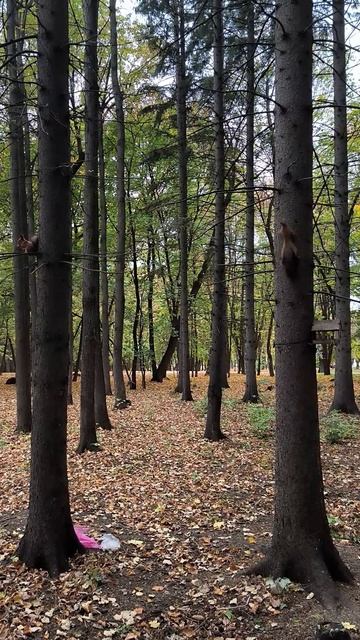 Белки осенью