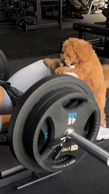 Trening gym RU
