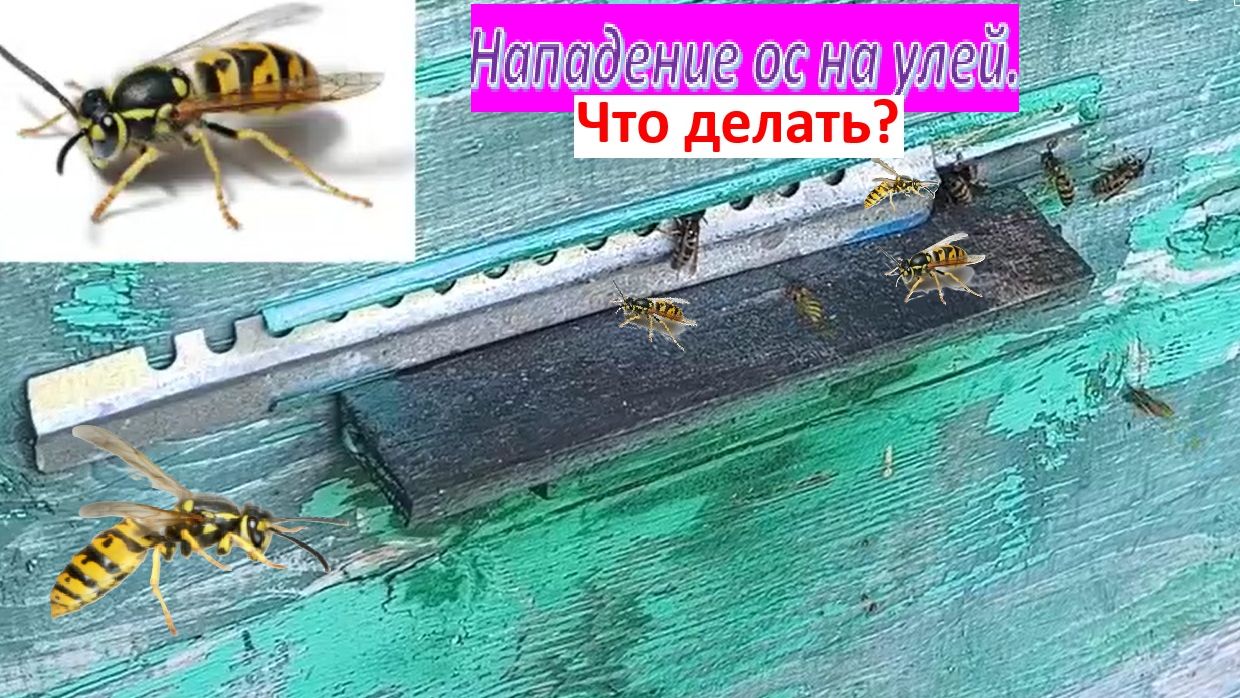 Будни начинающего пчеловода