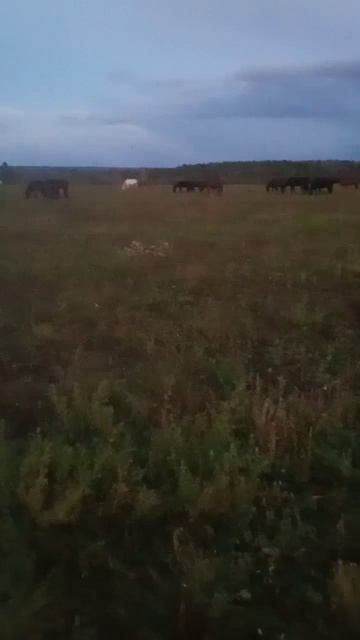 Видео с нашей фермы