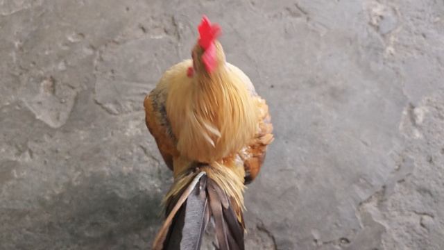 Животные Animals