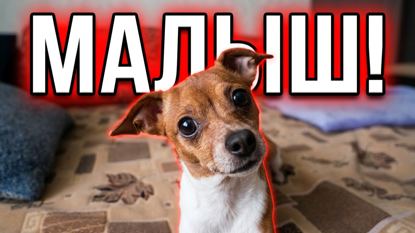 Собаки