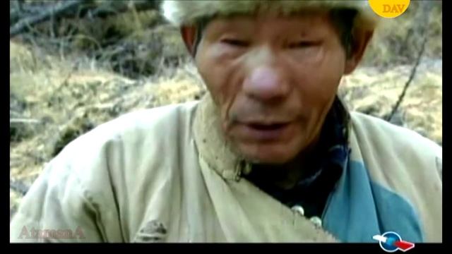 Криптиды