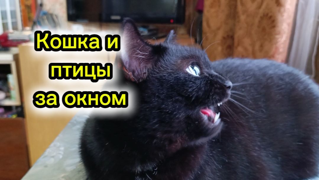Веселые кошки. Игрушки для кошек.