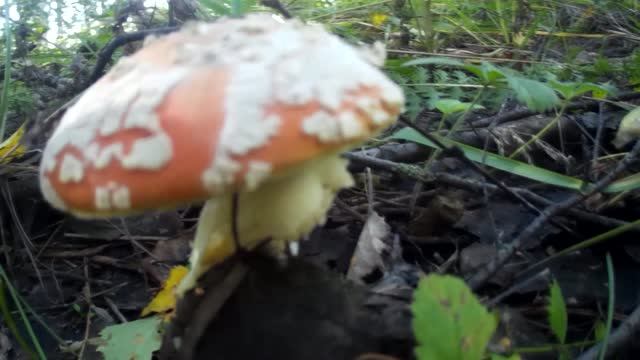 Разное