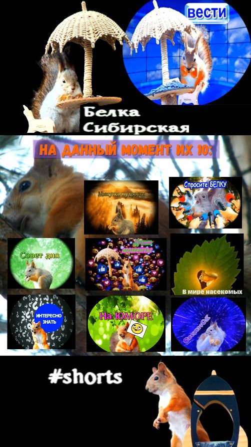 Интересные факты о животных и мои наблюдения
