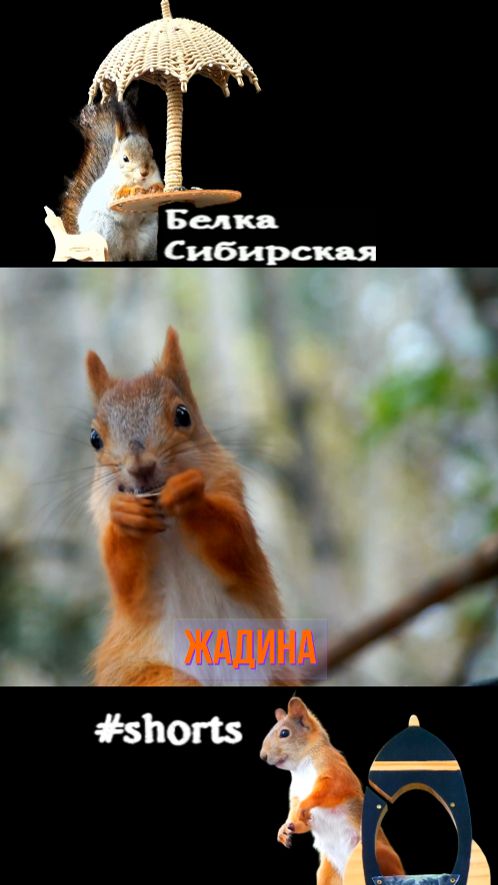 Бельчата