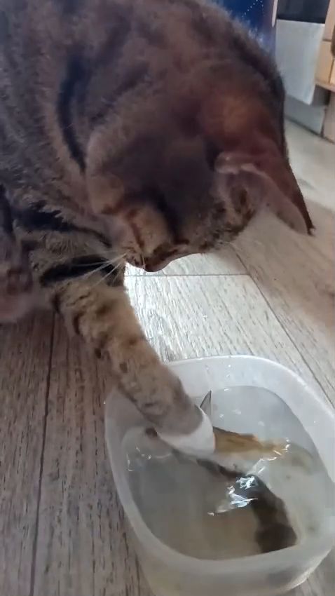 коты