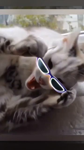 Кошки