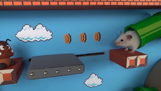 Веселые приключения хомячков