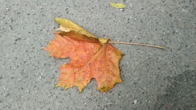 Видео-зарисовки