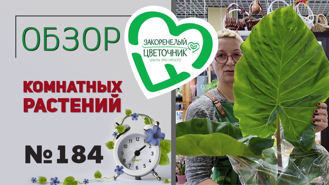 Обзор растений. Поставки в магазин. Новинки и сезонные.