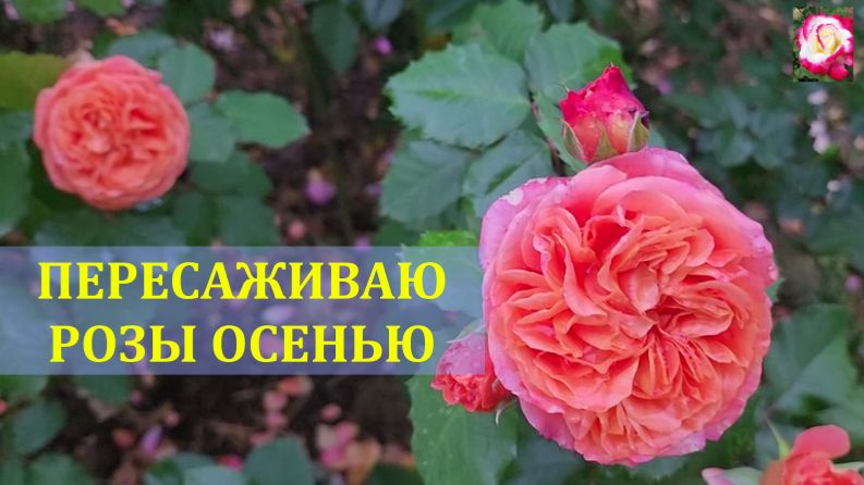 ВЫРАСТИМ РОЗЫ БЕЗ ХИМИИ