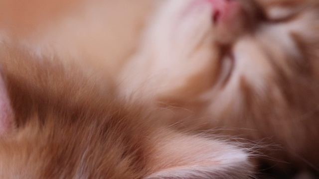 АлексейФильм. Котический