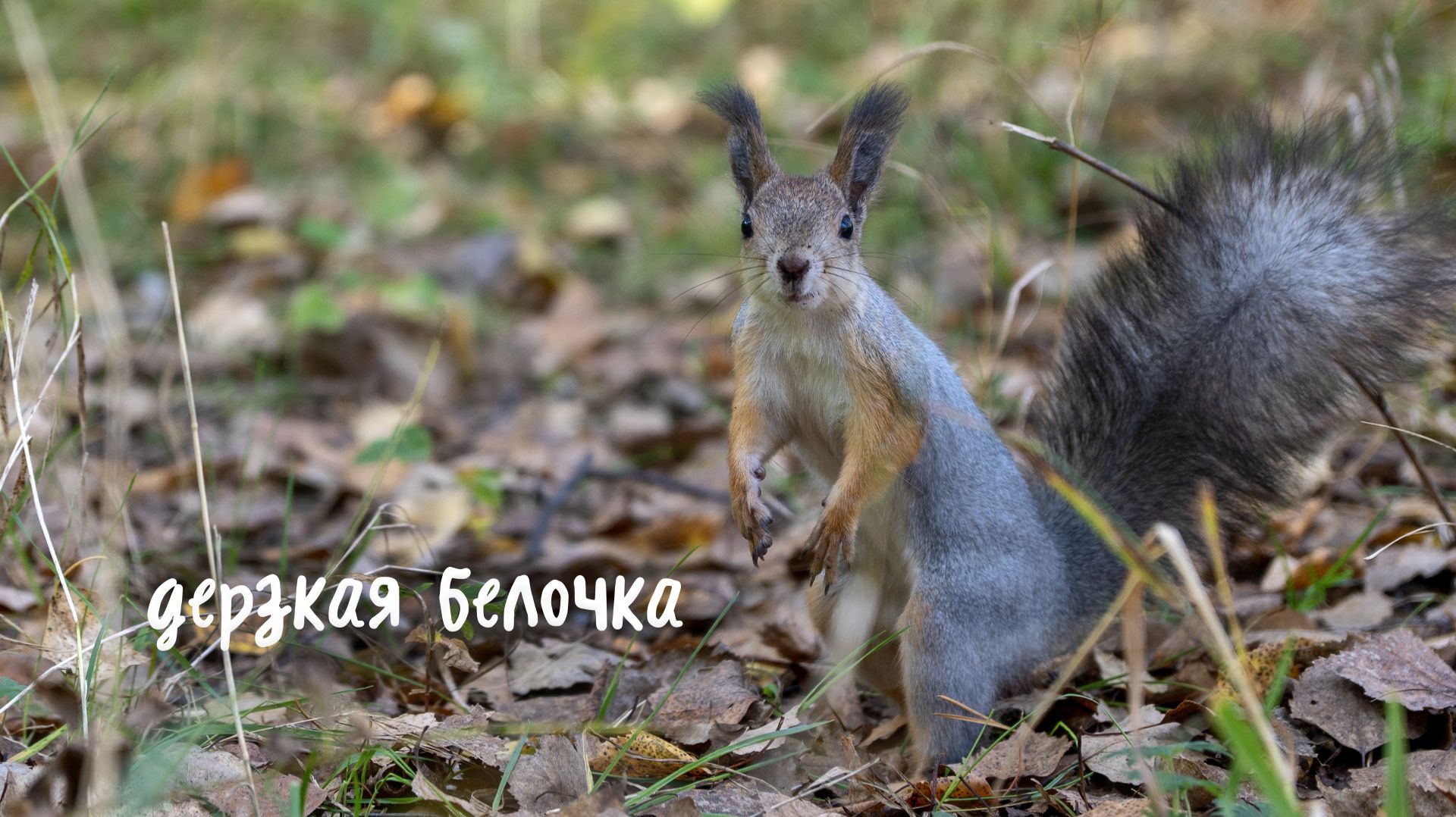 БЕЗ КОММЕНТАРИЕВ