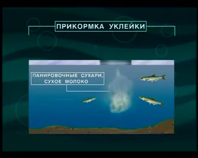 Карповые, Циприниды. Семейство Cyprinidae. Отряд Карпообразные — Cypriniformes. Класс Лучепёрые рыбы