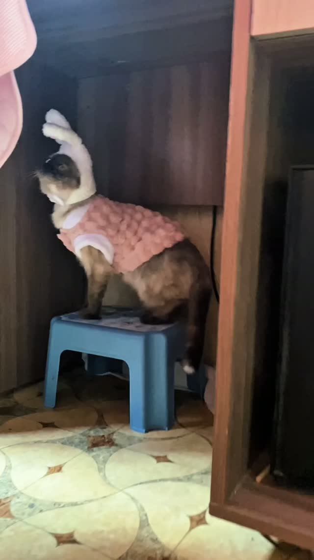Кошки