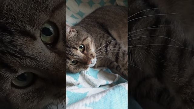 Кот Тиша
