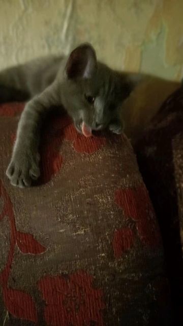 Кот Фантомас
