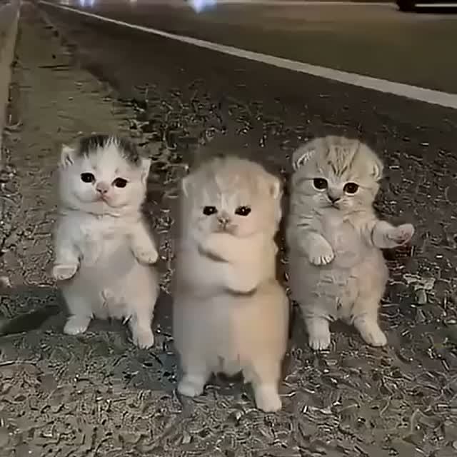Котики cats