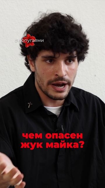 Шортсы