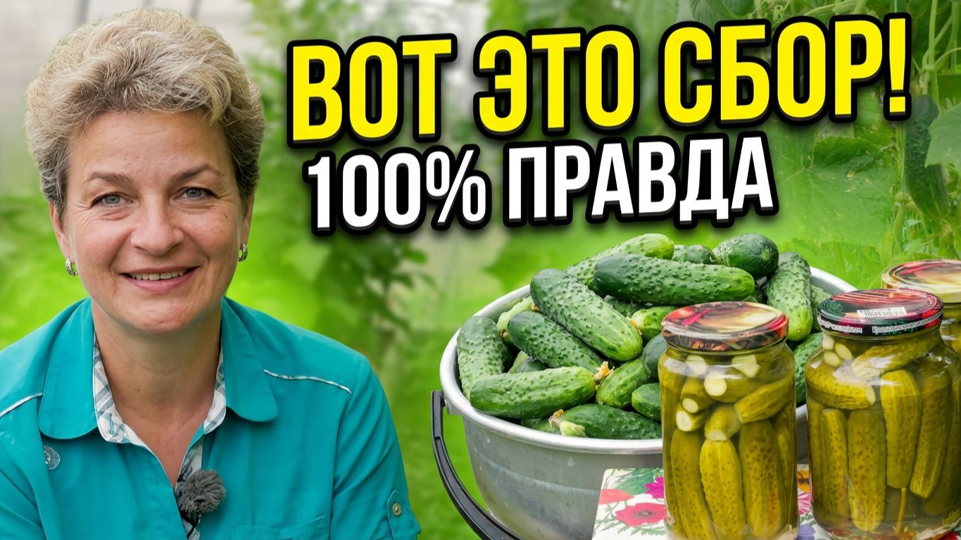 ОГУРЦЫ