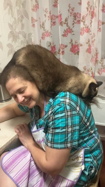 Кошки