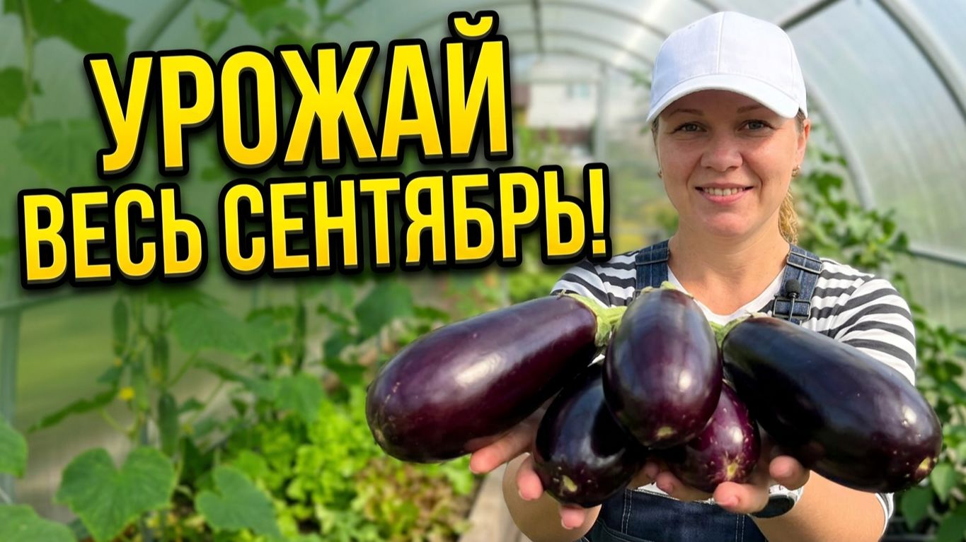 БАКЛАЖАНЫ